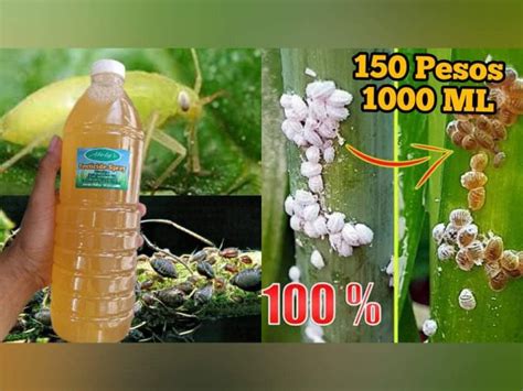 Plant Pesticide Spray With Neem Oil 1000 Ml Lazada Ph