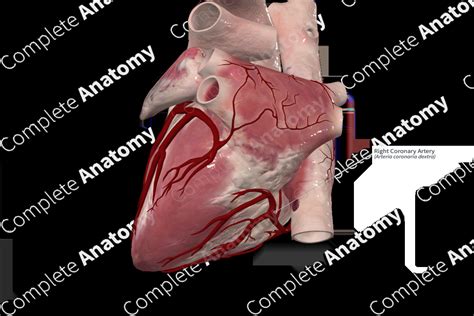 Right Coronary Artery Complete Anatomy