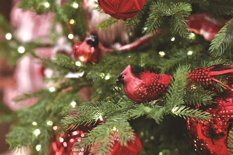 Blown Glass Cardinal Ornament Lawn And Garden Retailer