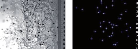 Example Of Results Of The Particle Tracking Procedure The Fluid Is Download Scientific