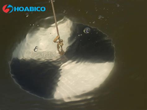 Độ đục Của Nước Là Gì Tiêu Chuẩn Về độ đục Của Nước