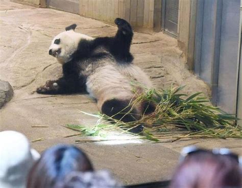 东京上野动物园中国大熊猫真真疑似出现怀孕征兆 国际新闻环球网