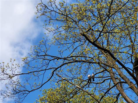 Sākas Ligzdojošo Putnu Saudzēšanas Laiks