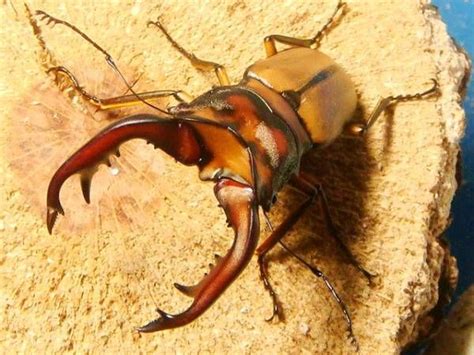 虫の王者一番かっこいいカブトムシといえば きままと クワガタムシ カブトムシ 虫