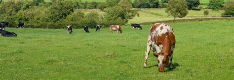 Sap Process Analytics Sap Operational Reporting Insightsoftware