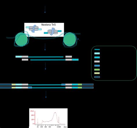Chromatin Accessibility Analysis Using Atac Seq Modified After