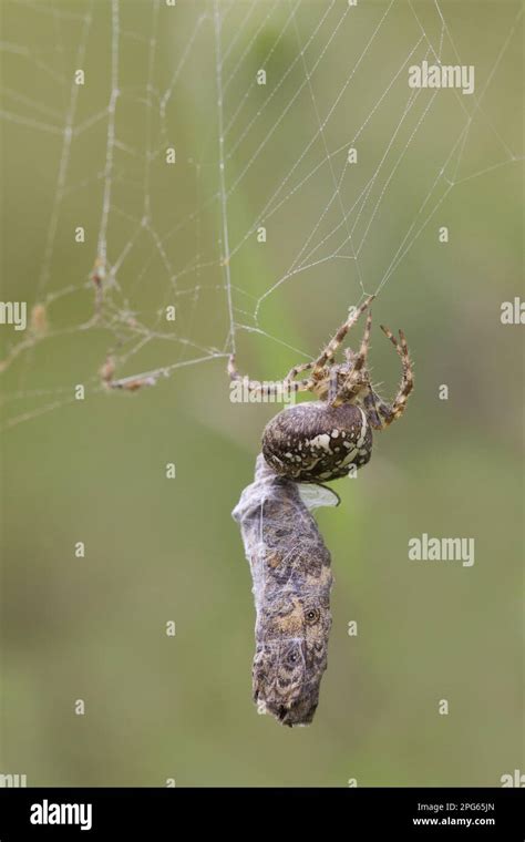 Garden Orb European Garden Spider Araneus Diadematus Adult Female