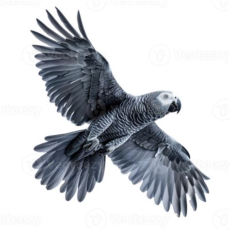 African Grey Parrot Isolated Background 45961896 Png