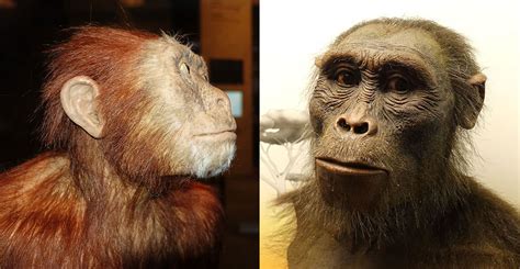 Australopithecus Afarensis Lucys Species Natural History Museum