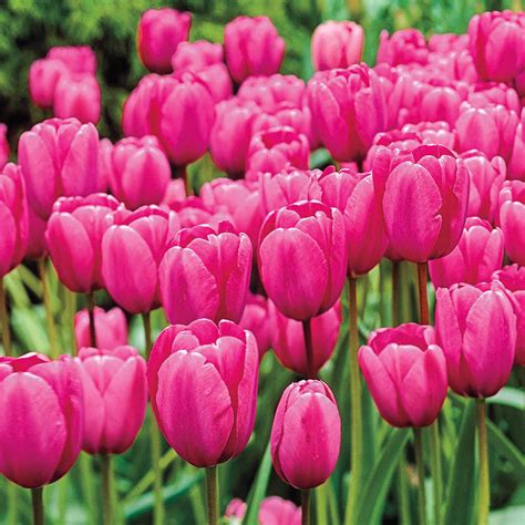 Pink Tulip Porn Pic Hot Sex Picture
