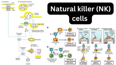Immunology Biology Notes Online