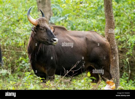 The Gaur Bos Gaurus Also Called Indian Bison Is The Largest Extant