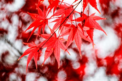 가을 단풍 은 불길 처럼 붉다 가을 황금 가을 나들이 시즌 관광 여행 배경 일러스트 및 사진 무료 다운로드 Pngtree