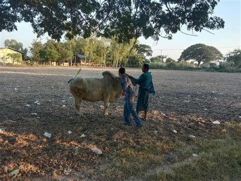 မြစ်သားမြို့နယ် မွေးမြူရေးနှင့်ကုသရေးဦးစီးဌာနမှ ကျွဲနွားတိရစ္ဆာန်များအား လည်ချောင်းကွဲရောဂါကာကွယ