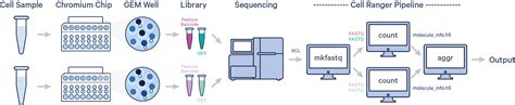 What Is Cell Ranger Software Single Cell Gene Expression Official X Genomics Support