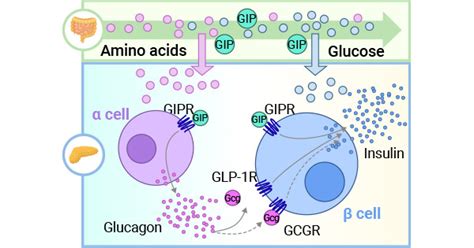 Gipr A Crucial Regulator Of Glucose And Lipid Metabolism Cusabio