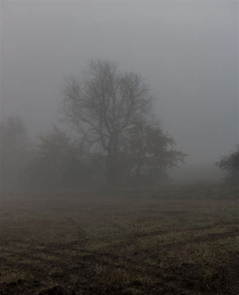 Fog Trees Forest Free Photo On Pixabay