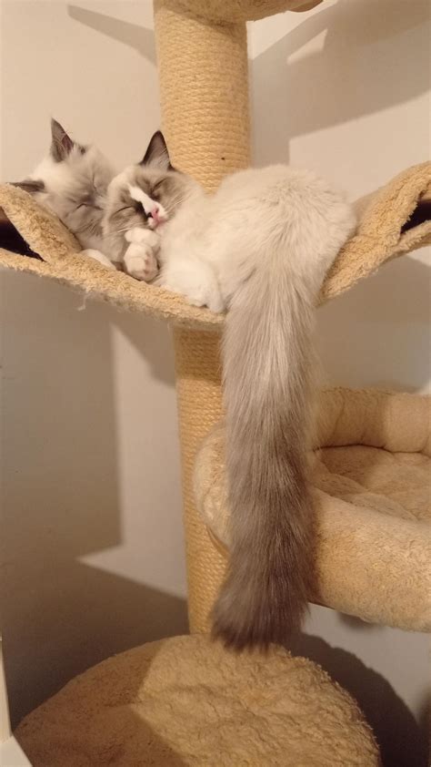 Brushy Brothers Scrolller