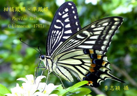 白鴉𓅓星盟探勘小隊 旅行青蛙 收到這明信片忽然職業病，左邊我很確定是柑橘鳳蝶，右邊的應該是琉球青斑蝶？ 琉球青斑蝶照片來源 Plurk