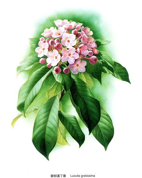 Художник Zeng Xiao Lian 142 работ Страница 4 Картины художники фотографы на Nevsepic