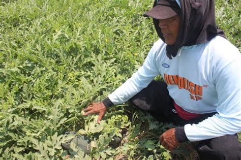 Tantangan Panen Semangka Di Jombang Petani Berharap Harga Stabil
