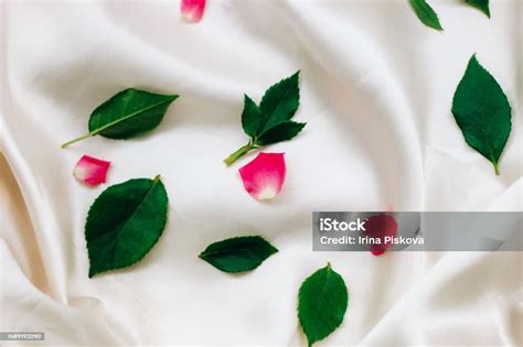 白い絹の背景にピンクのバラの花びらとテキスト用のスペース お祝いのストックフォトや画像を多数ご用意 お祝い ウクライナ カラー画像