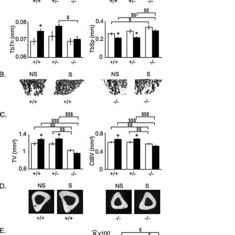 effects of axial compression on tibia bars mean s e measured after 2