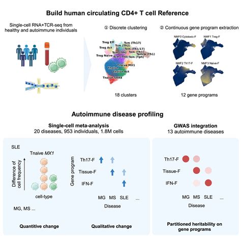 Single Cell Rna Sequencing Reveals Cd4 T Cell Patterns Linked To