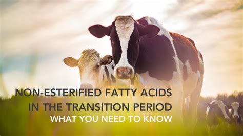 Non Esterified Fatty Acids In The Transition Period What You Need To Know