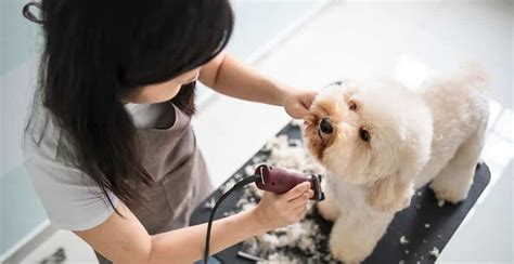 How To Become A Dog Groomer Your Complete Guide The Dog People By
