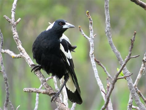 Free Images Branch Winter Black And White Wildlife Beak Fauna