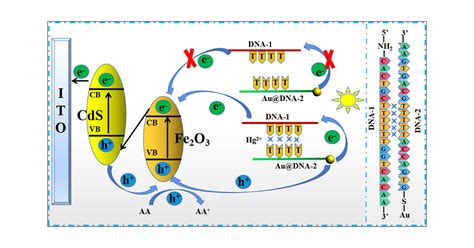 Photoelectrochemical Sensor With A Z Scheme Fe2o3cds Heterostructure