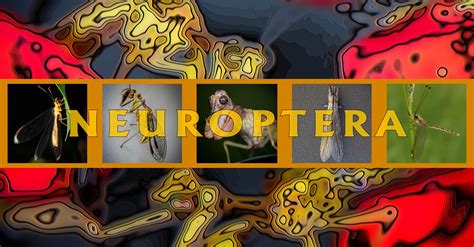 Neuroptera Ausemade