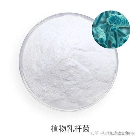 肠道菌群居民有哪些（一）：植物乳杆菌 知乎