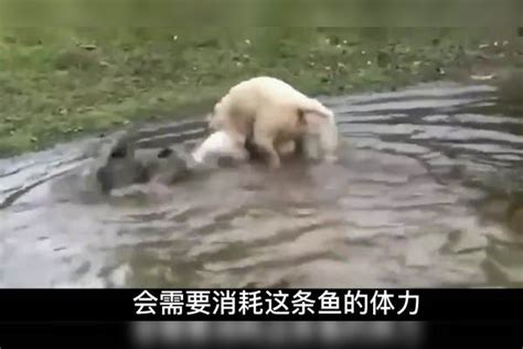 猎犬捕鱼开始装作若无其事的样子 让鱼放松警惕然后一招毙命 猎犬 样子