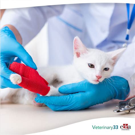 Feline Diaphyseal Fractures Management And Treatment Options Veterinary