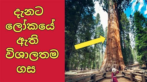 ලෝකයේ විශාලතම ගස 😱 ඔබ මීට පෙර දැක තිබේද Truthwithsama Viral Youtube