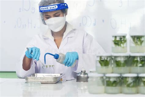 Biochemistry Asian Scientist Women Working Plants Tissue Culture Biotechnology In Science Lab
