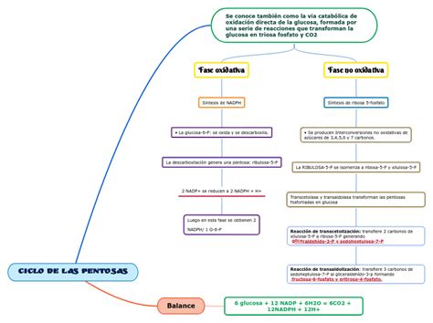 Ciclo De Las Pentosas Mind Map