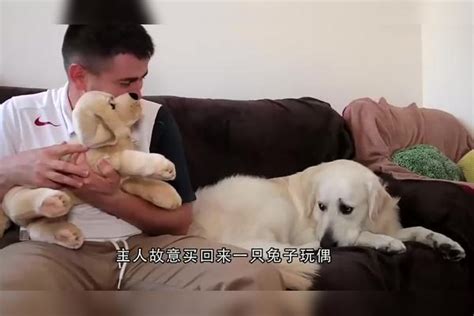 宠主给柴犬买了个玩具，柴犬当场就怀疑狗生，太搞笑了！