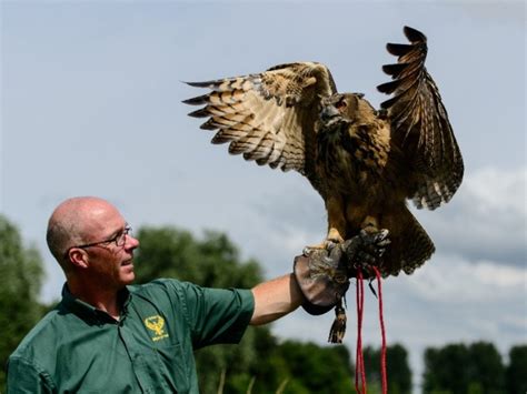 Pest Control Horus Birds Of Prey