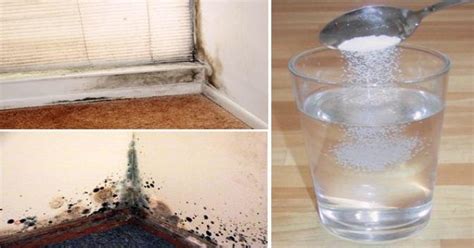5 Natural Ways To Remove Mold In Your Home
