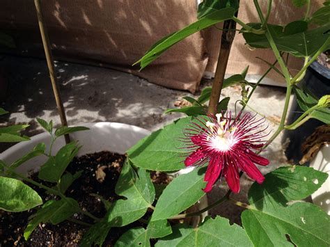Passiflora Lady Margaret Ornamental Passion Flower Vine Passion