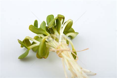 白色背景上的新鲜苜蓿芽高清图片下载 正版图片503271855 摄图网