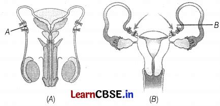 CBSE Sample Papers For Class 10 Science Set 12 With Solutions Learn CBSE