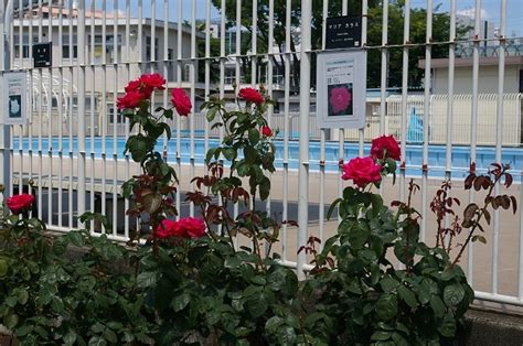 バラ花壇 岡野公園ブログ