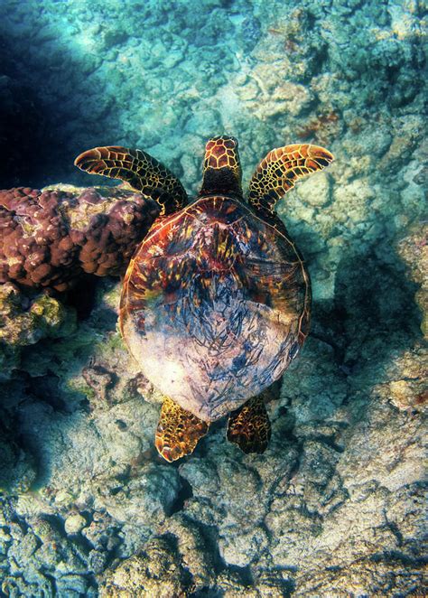 Hawaiian Honu Photograph By Christopher Johnson Fine Art America