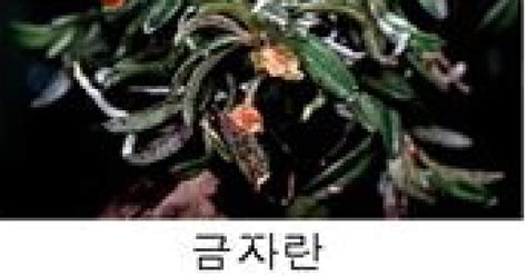 멸종위기 석곡 인공증식으로 보길도 돌아오다