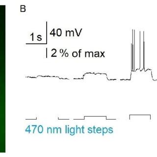 The Electrophysiological Properties Of ChR2 Expressing Neurons Model