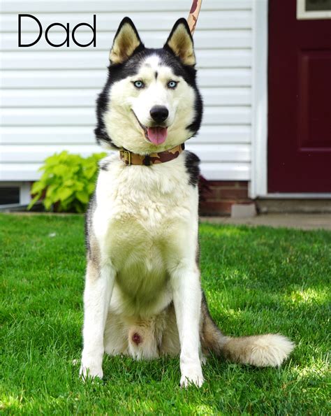 German Shepherd Siberian Husky For Sale Millersburg Oh Male Bruno